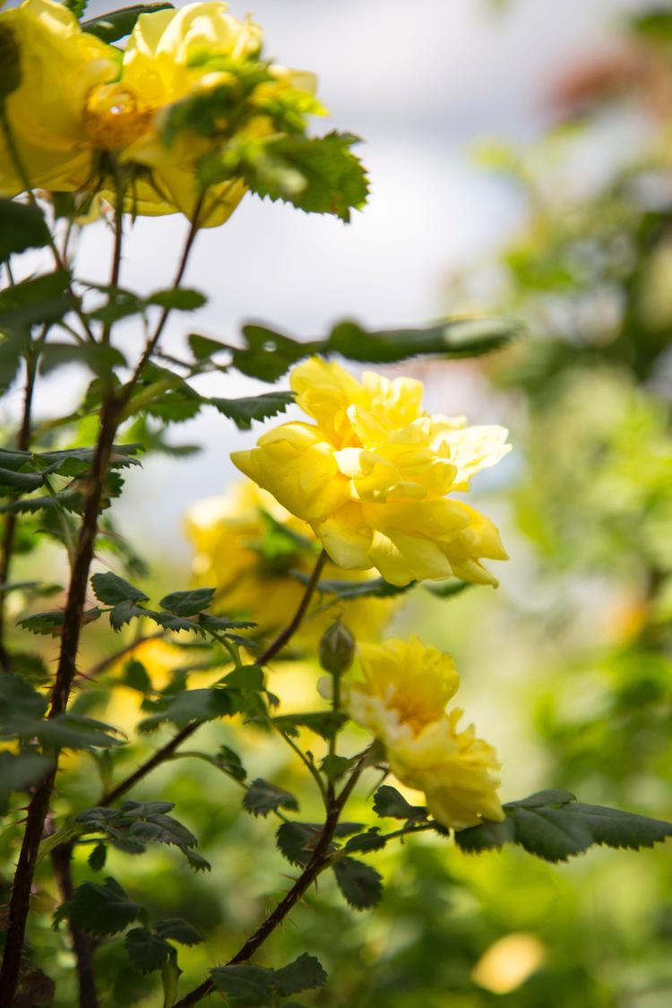 Ruusut – 16 upeinta lajiketta | Viherpiha