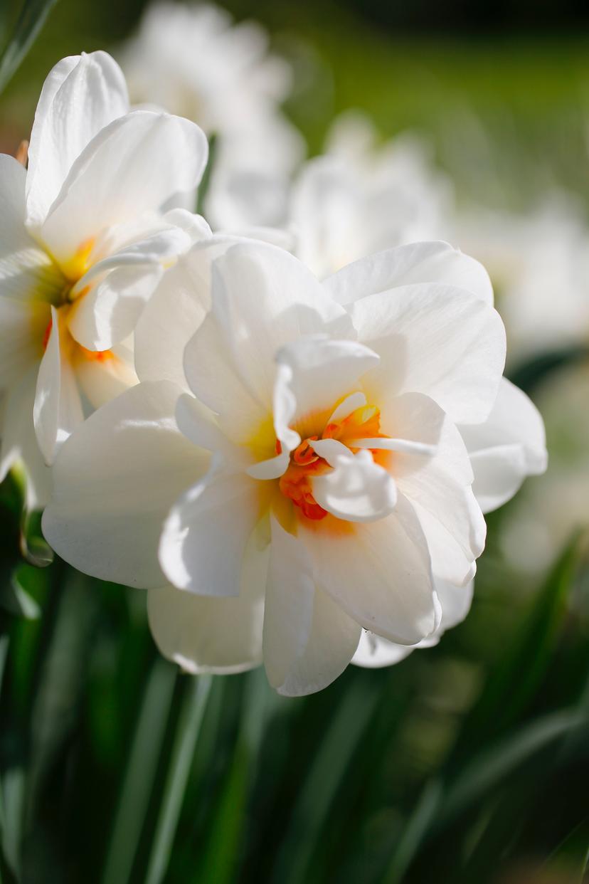 Narsissi – istutus, hoito ja ideat asetelmiin | Viherpiha