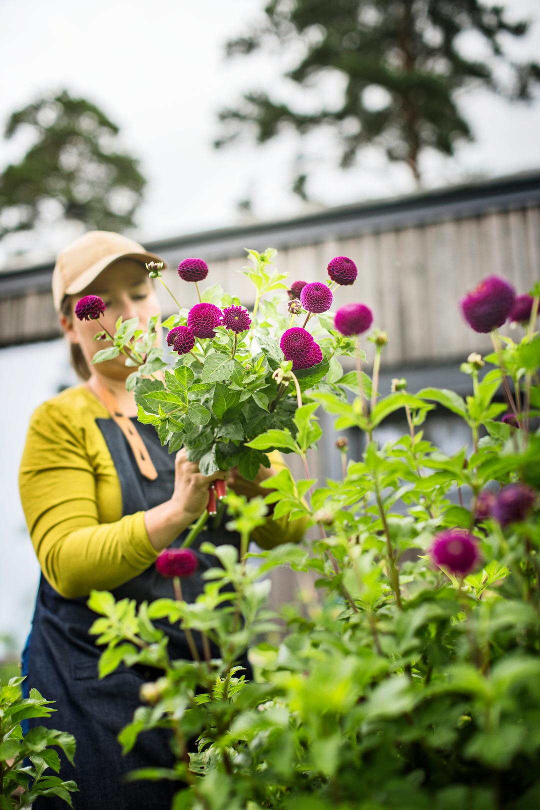 Kasvata rakastettuja daalioita leikkokukiksi | Viherpiha