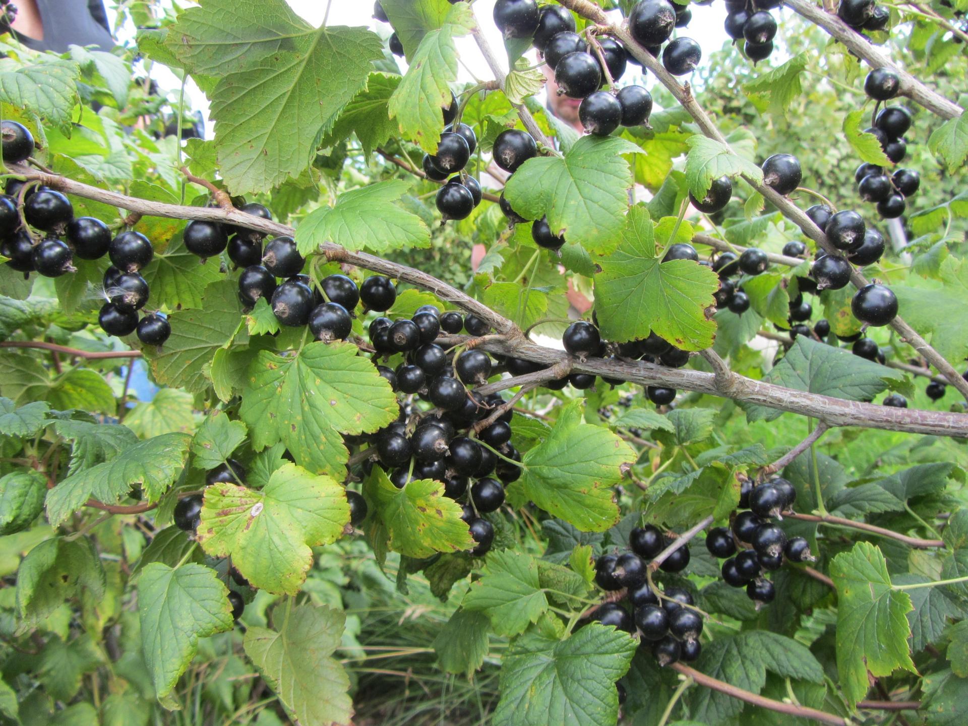 Uudet ideat: marjapensaat ja hedelmäpuut | Viherpiha