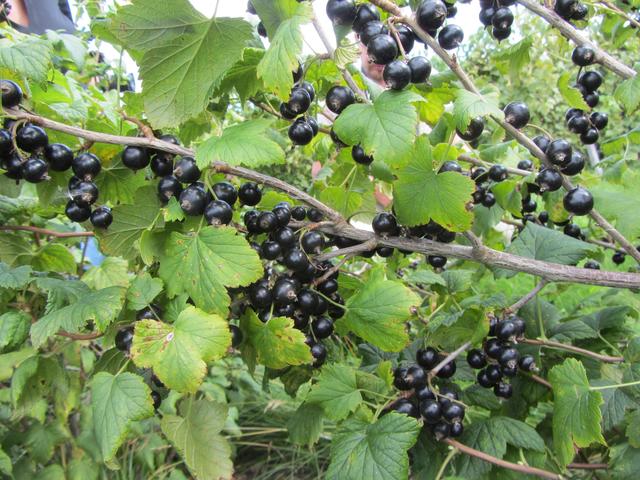 Uudet ideat: marjapensaat ja hedelmäpuut | Viherpiha