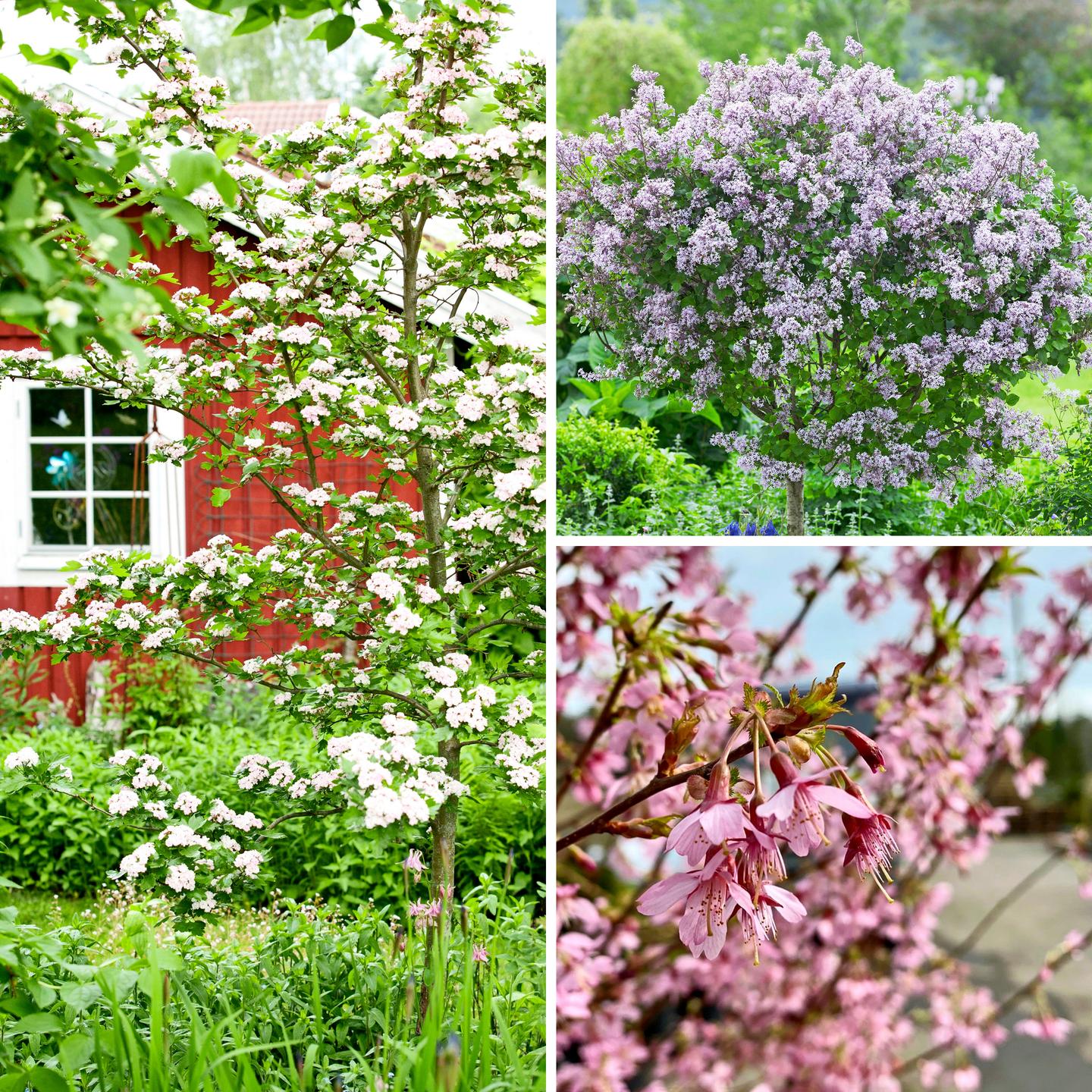 Kukkivat puut – ota ideat ja vinkit talteen! | Meillä kotona