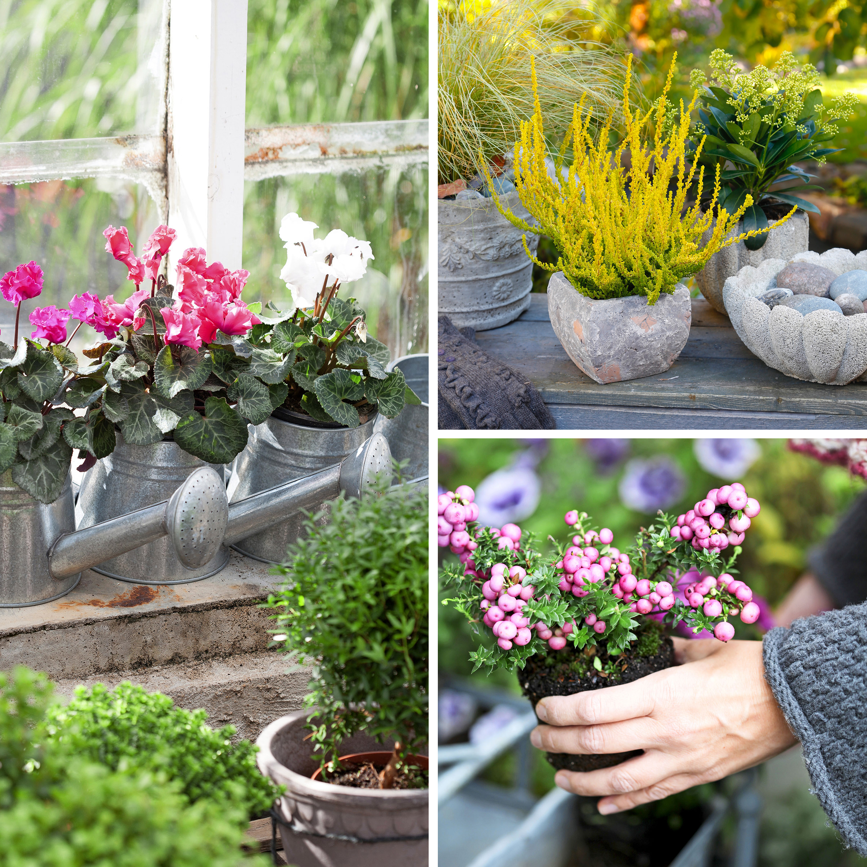 Syyskukat | Meillä kotona