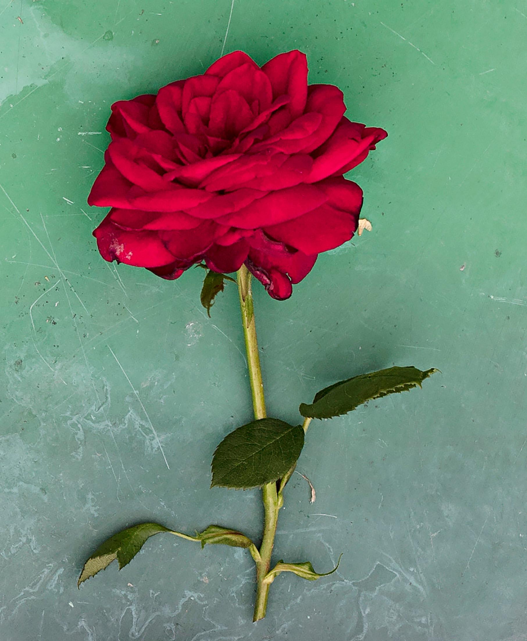 Ruusut – 16 upeinta lajiketta | Viherpiha