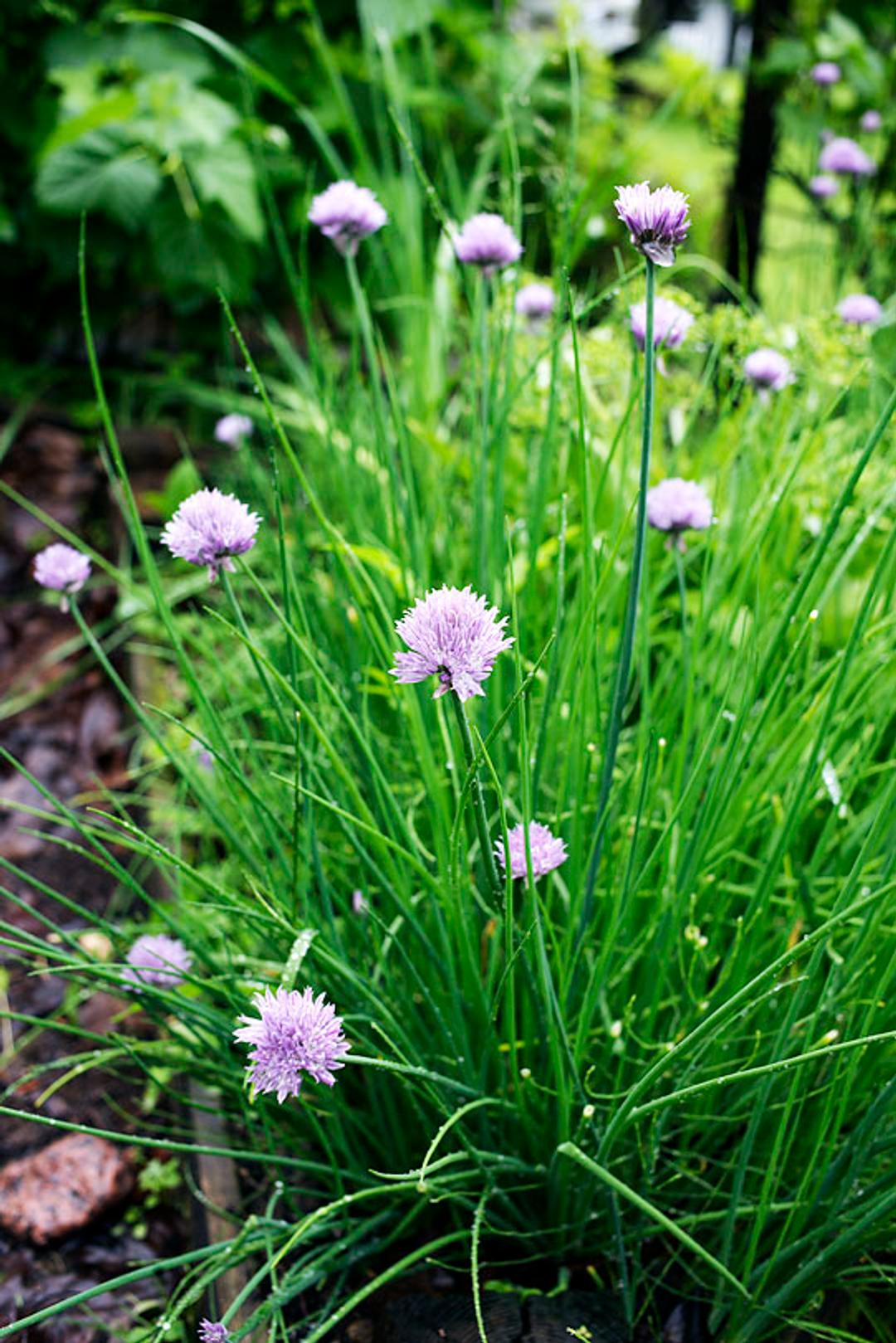 Ruohosipulin kasvatus on helppoa - katso vinkit ja kokeile! | Meillä kotona