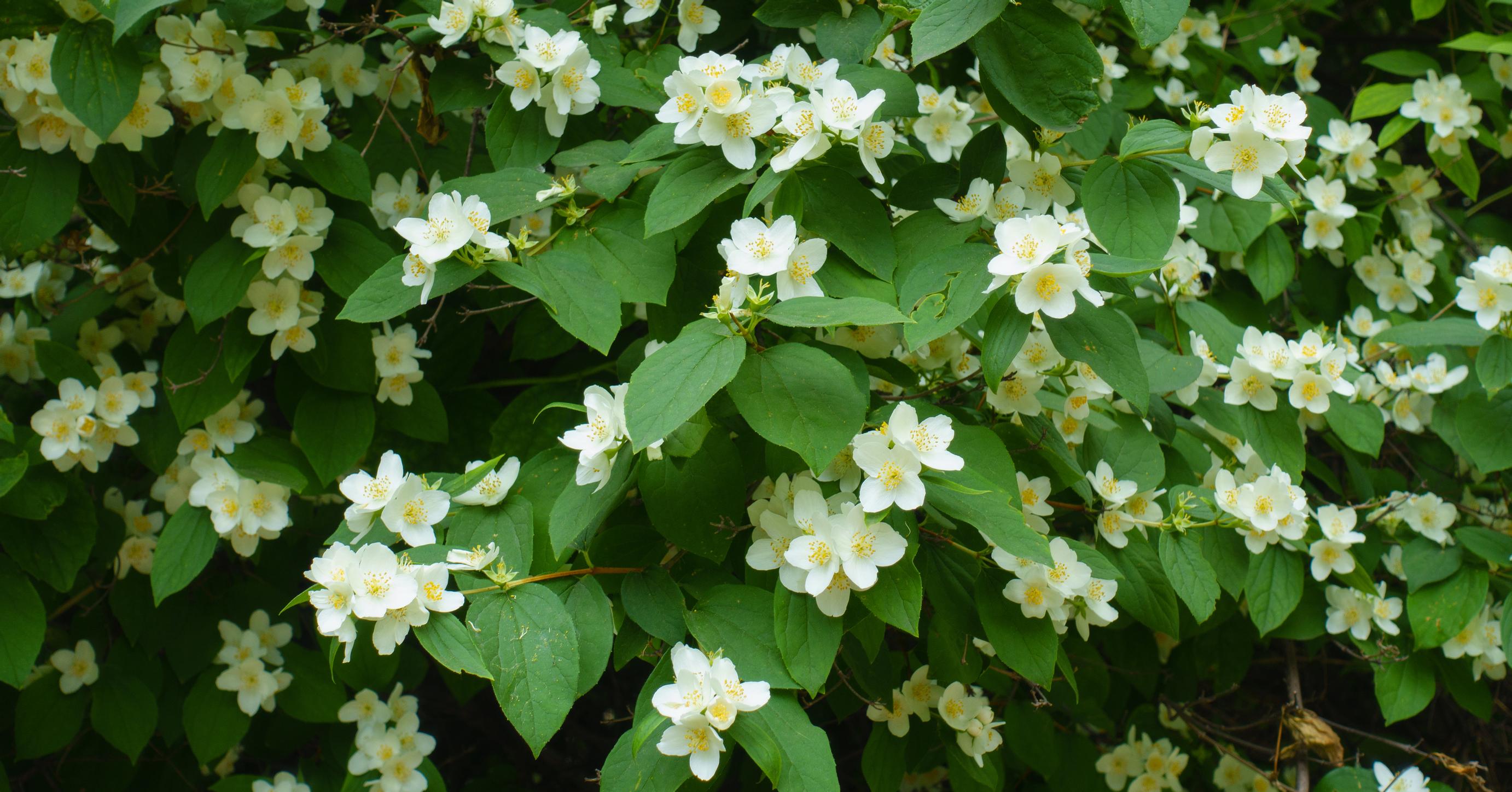 Jasmike: hoito ja leikkaus – lue kattavat ohjeet! | Meillä kotona