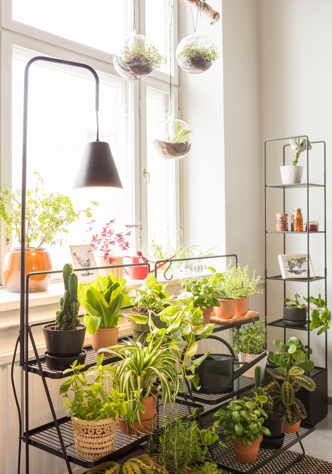 Viherkasvit sisustuksessa on kasvava trendi – katso vinkit! | Kotona