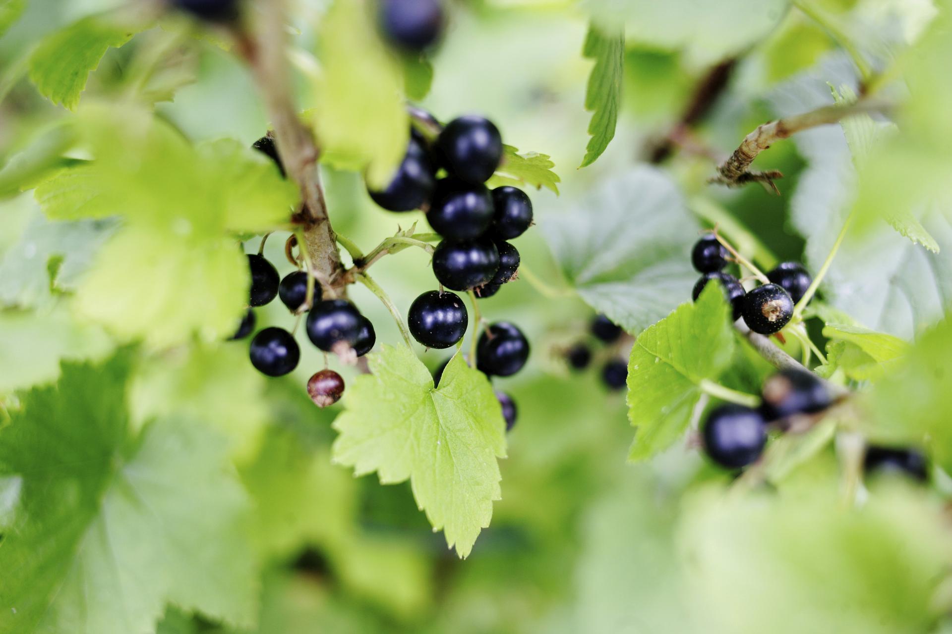 Erikoiset marjapensaat – katso herkulliset lajit | Viherpiha