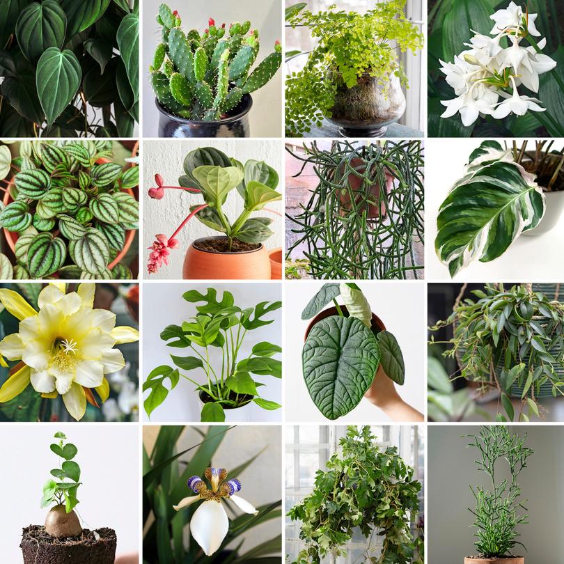 Kasvikauppiaiden 50 suosikkikasvia – katso vinkit! | Meillä kotona