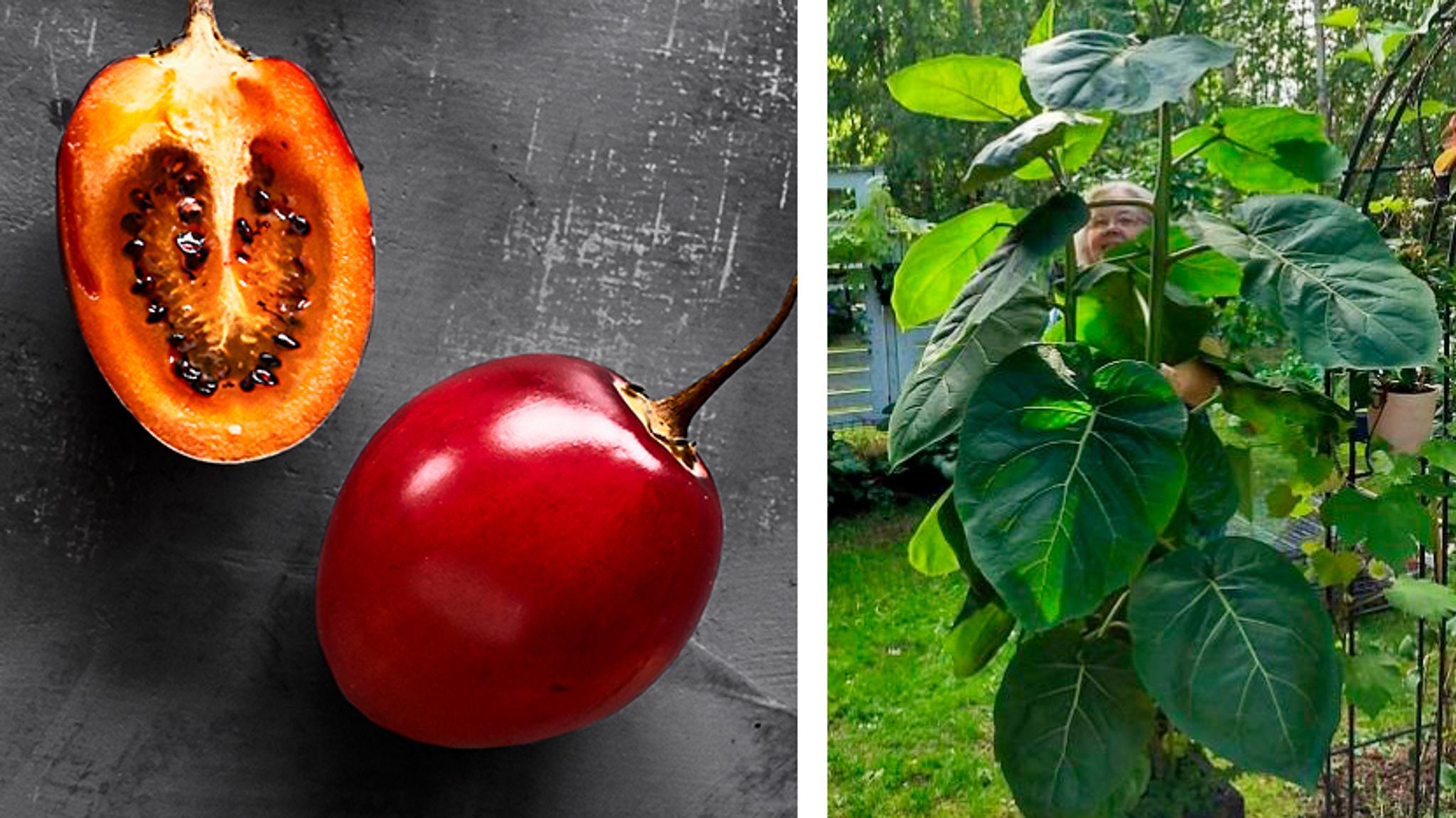 Tamarillo huonekasvina | Meillä kotona