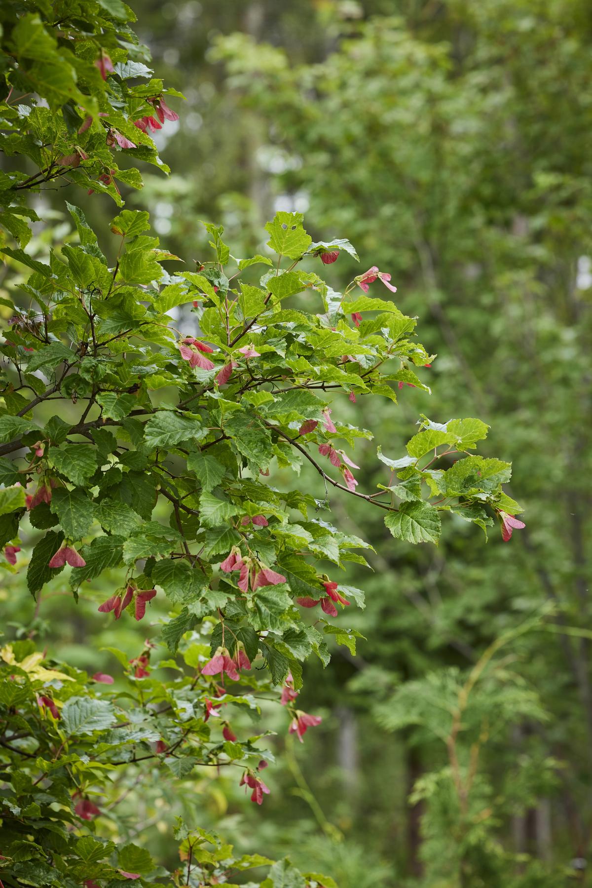 Maisemasuunnittelijan mökkipiha | Viherpiha