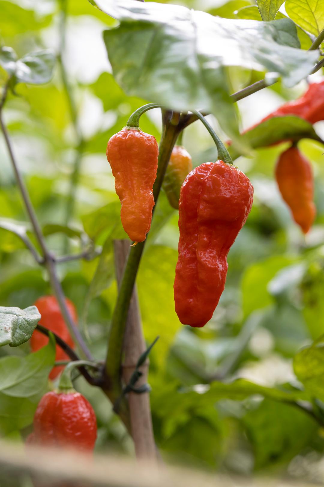 Kylvölautta chilin kasvatuksessa | Viherpiha