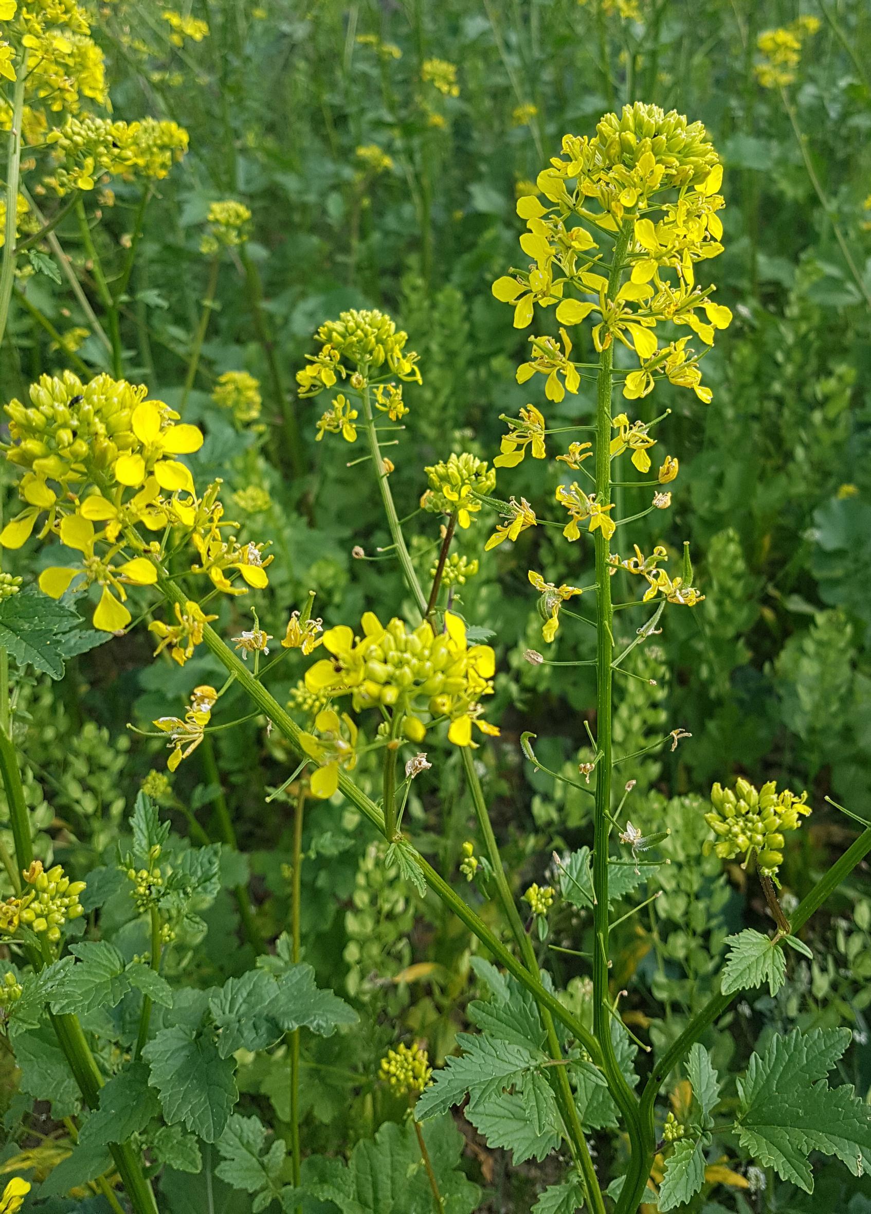 Sinapin kasvatus – katso ohjeet! | Viherpiha