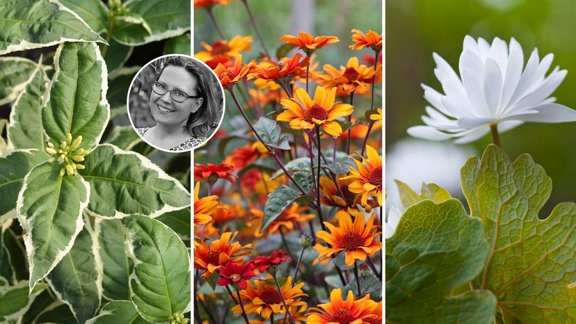 Puutarhan kasvit – hoito-ohjeet ja ihanat ideat | Kotona