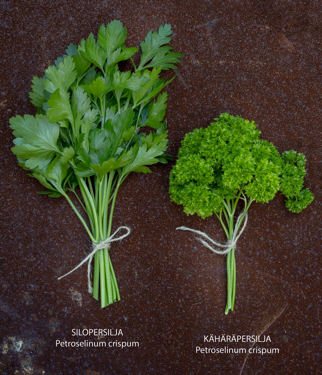 Persilja – kasvatus, hoito ja lajikkeet | Viherpiha