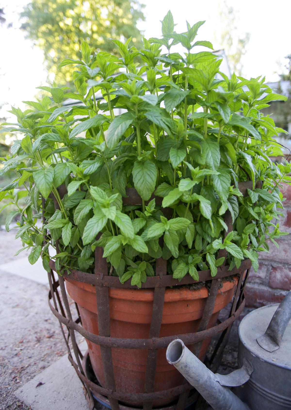 Minttu: kasvatus, hoito ja lisäys | Viherpiha