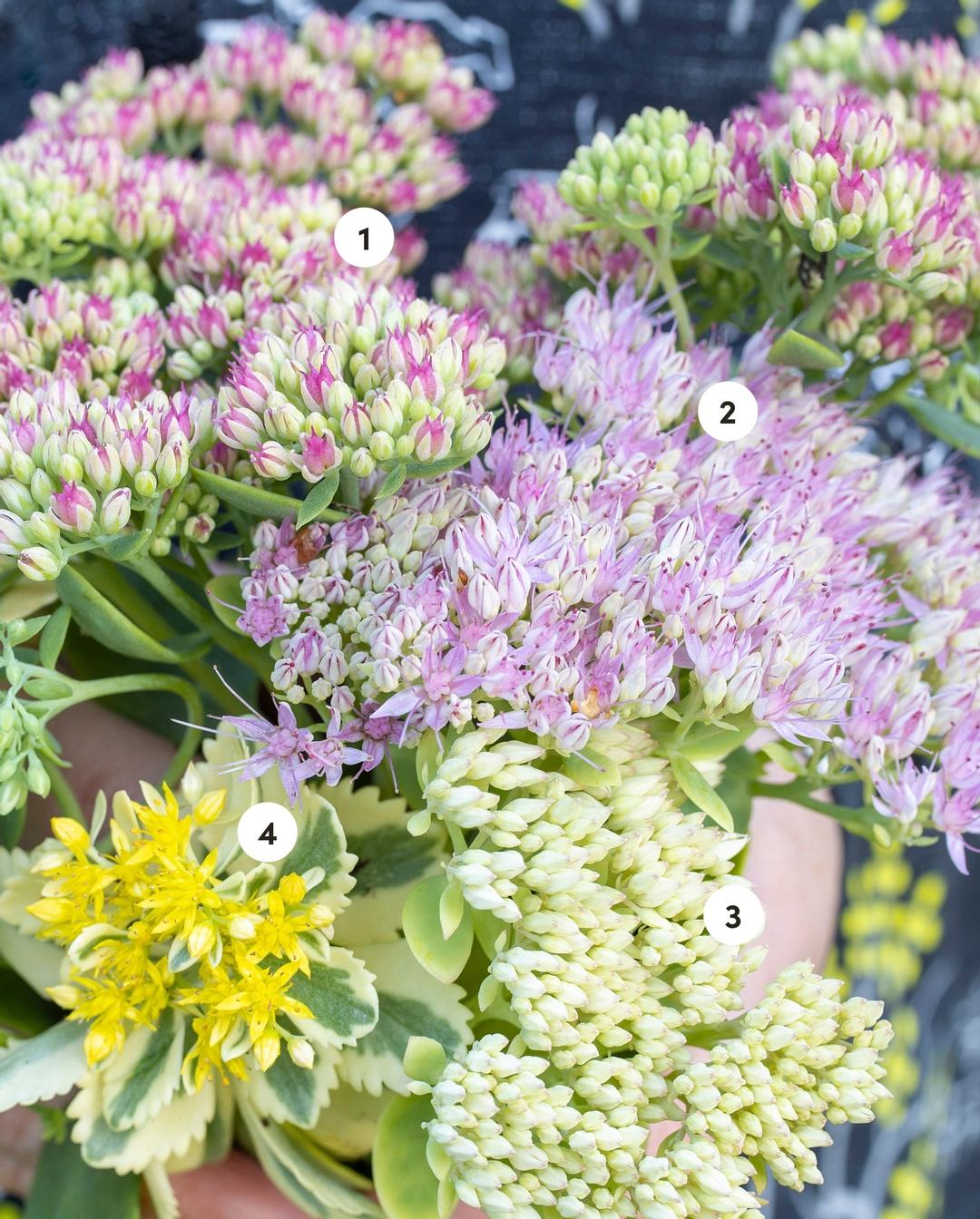 Maksaruoho – vinkit kasvatukseen ja lajikkeisiin | Viherpiha