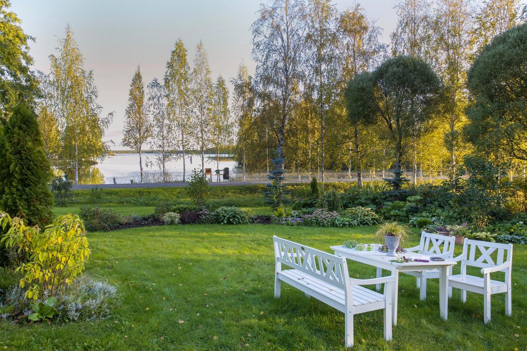 Maksaruoho – vinkit kasvatukseen ja lajikkeisiin | Viherpiha