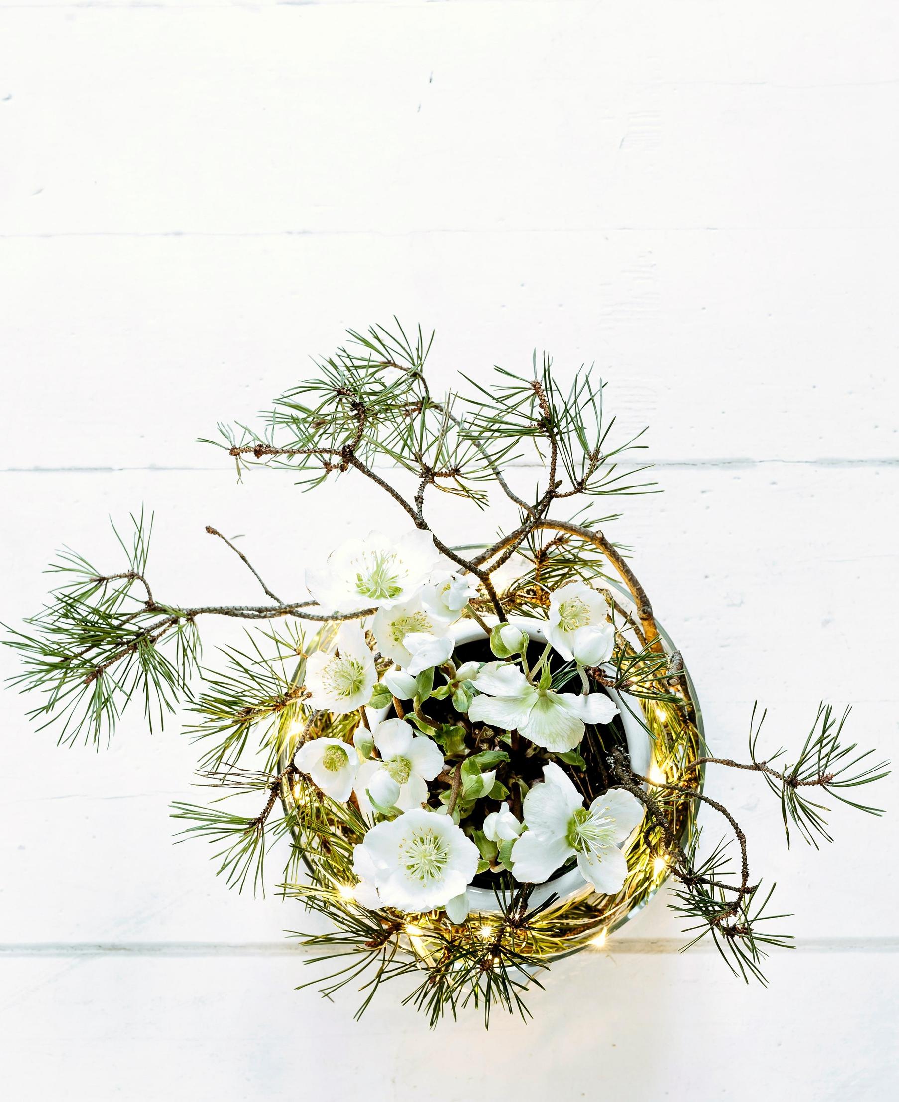 14 x kaunis joulukukka-asetelma – katso ideat! | Viherpiha