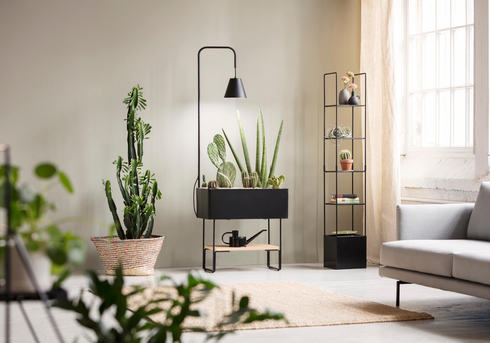 Viherkasvit sisustuksessa on kasvava trendi – katso vinkit! | Kotona