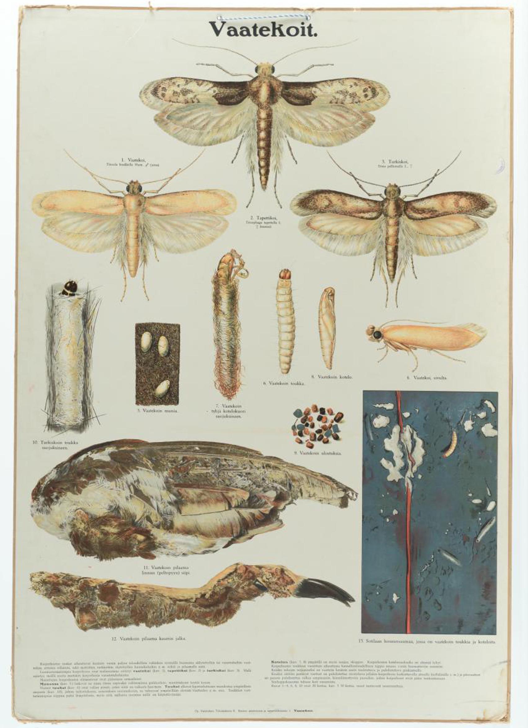Vaatekoi: tunnistus ja torjunta | Kotona