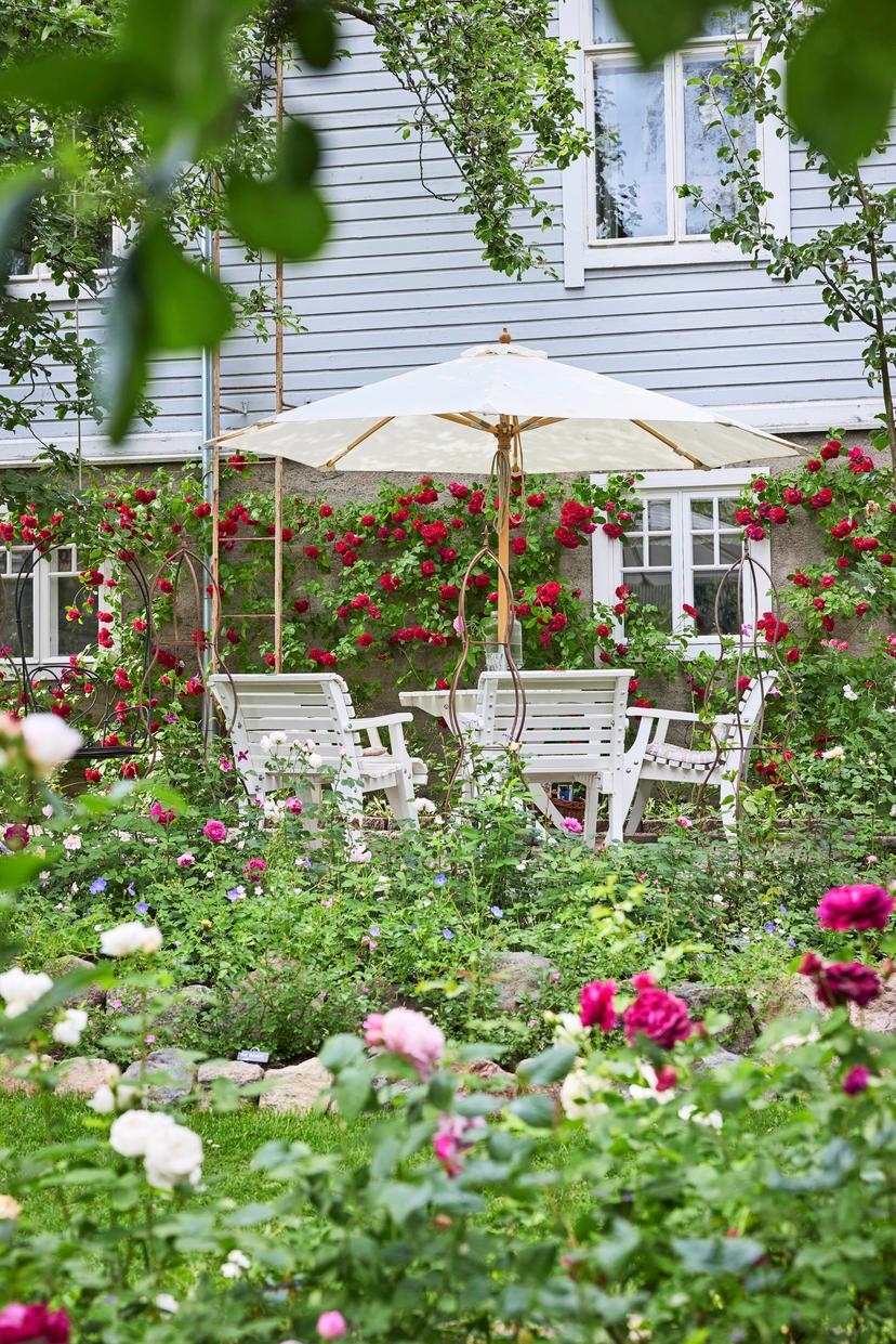 Satumainen ruusutarha Turussa | Viherpiha