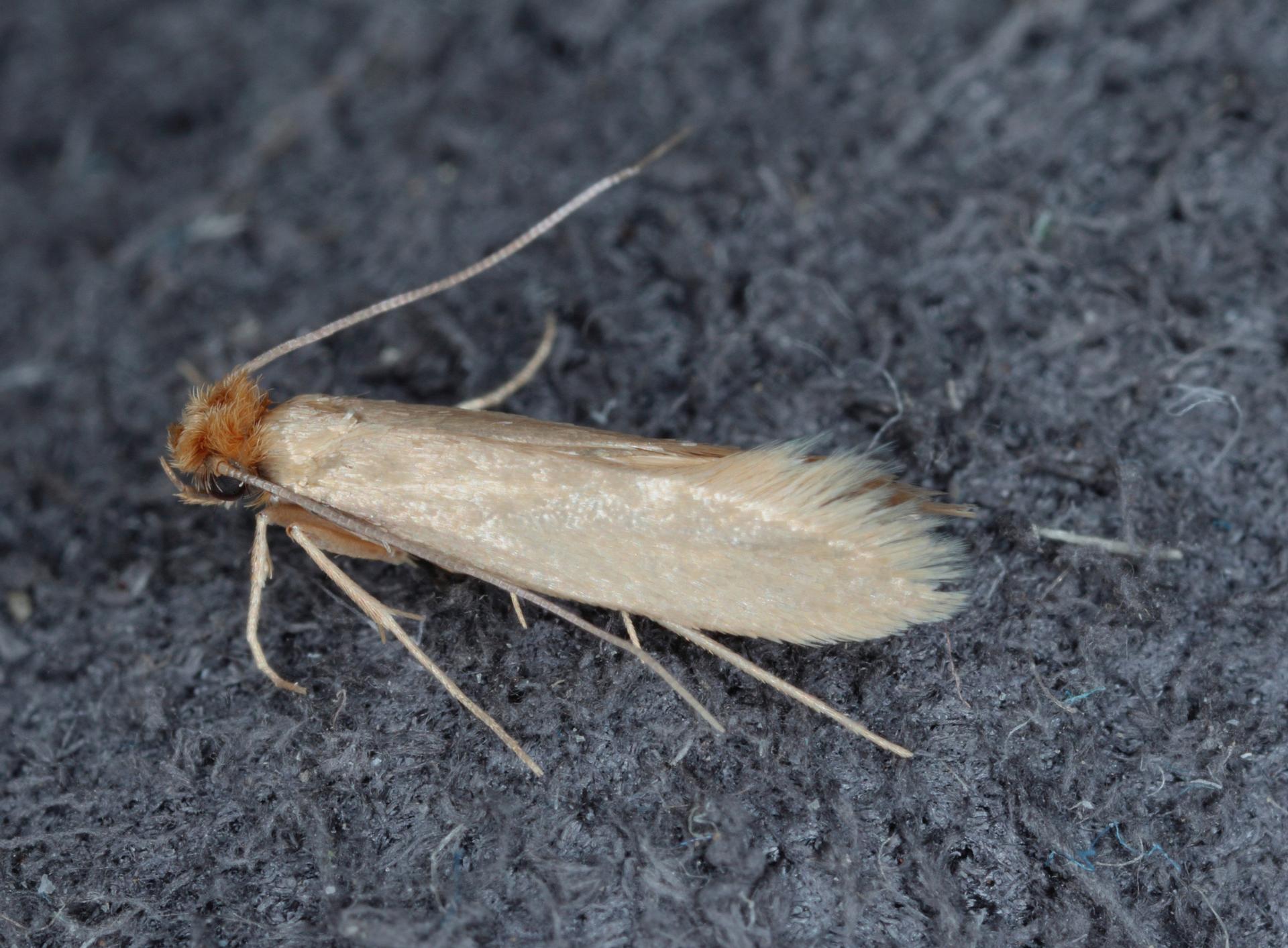 Vaatekoi: tunnistus ja torjunta | Kotona