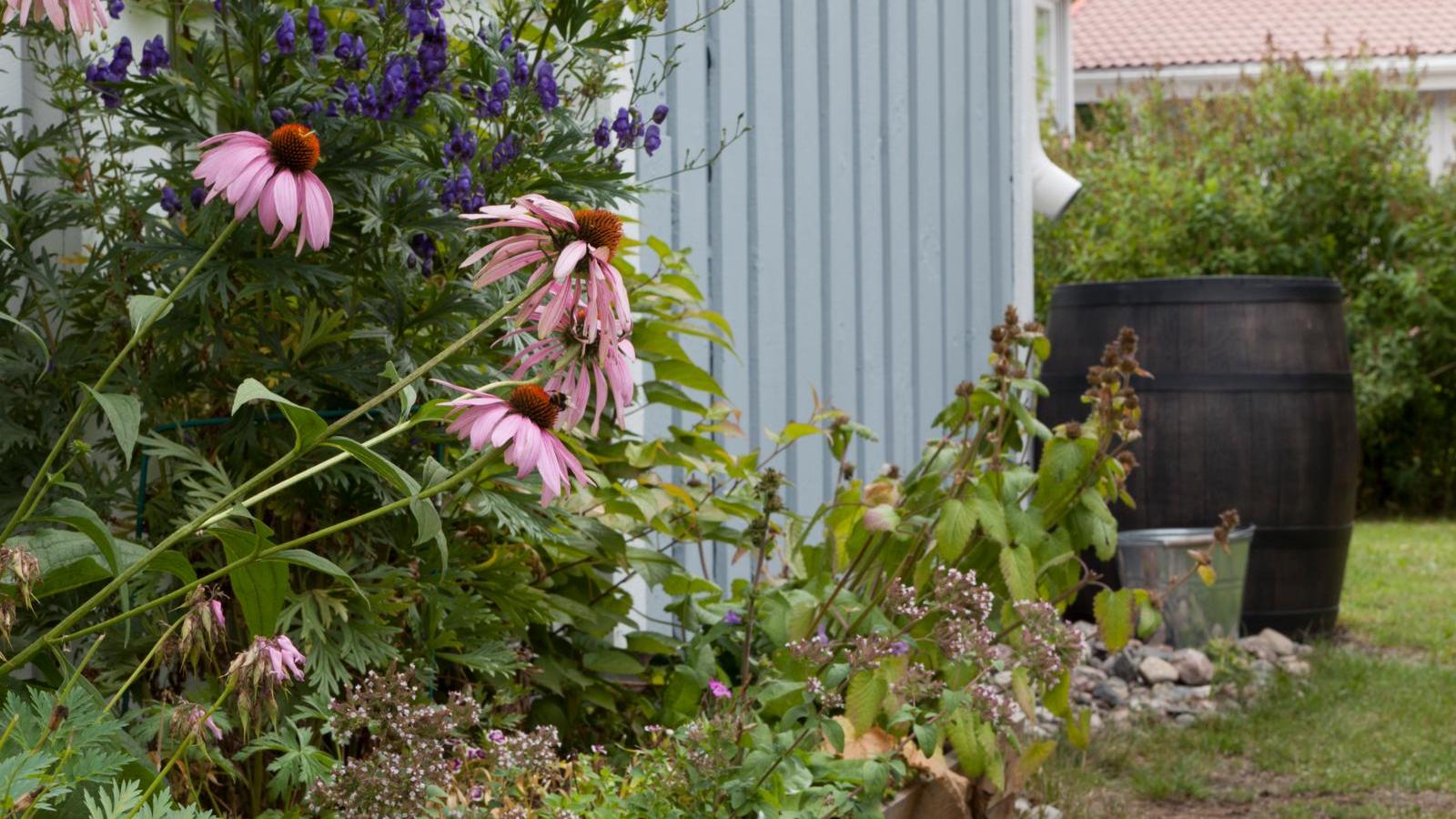 Sade- ja huleveden hyödyntäminen puutarhassa | Meidän Mökki