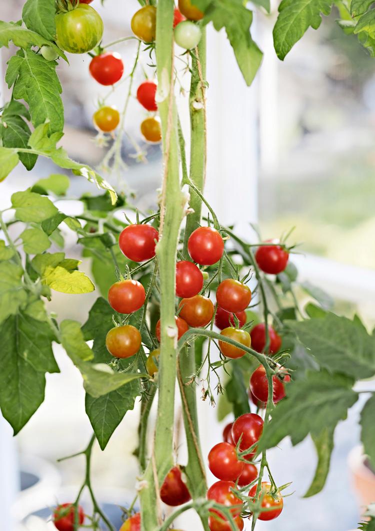 Kirsikkatomaatin kasvatus – katso ohje ja vinkit! | Meillä kotona