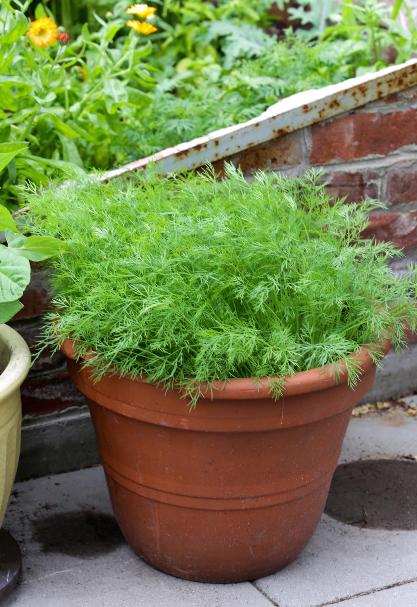 Tilli – kasvatus ja hoito | Meillä kotona