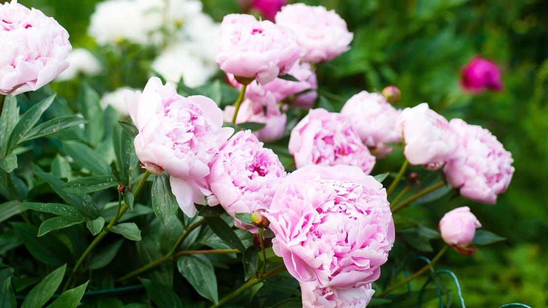 Puutarhan kasvit – hoito-ohjeet ja ihanat ideat | Kotona