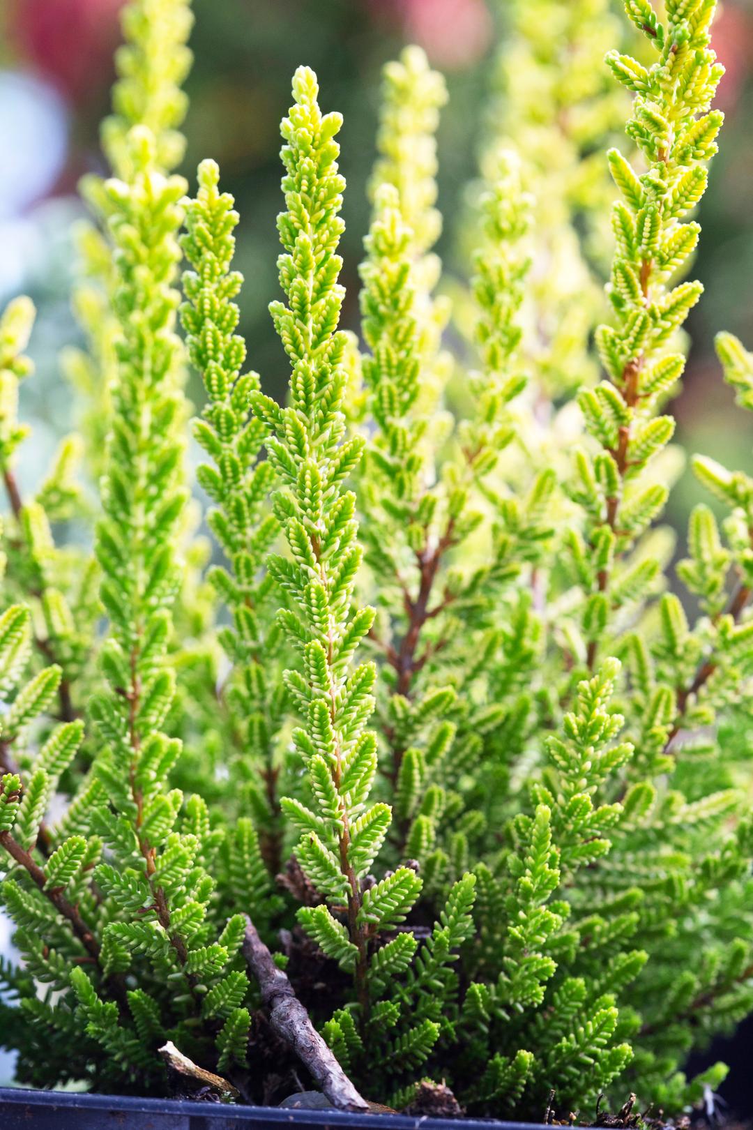 Kanervan hoito, kasvatus ja kauneimmat lajikkeet | Viherpiha