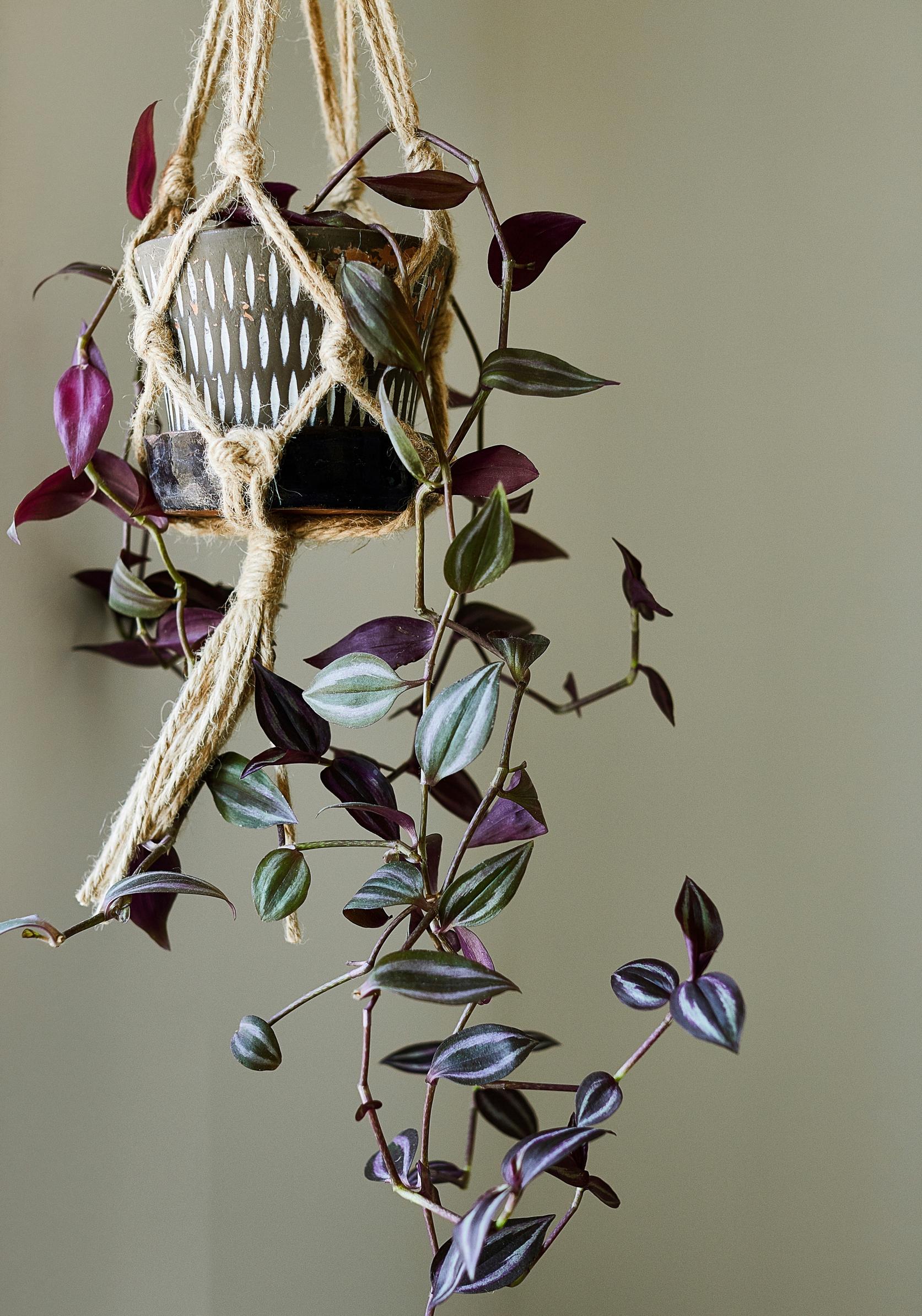 Viherkasvitrendit 2024 | Avotakka