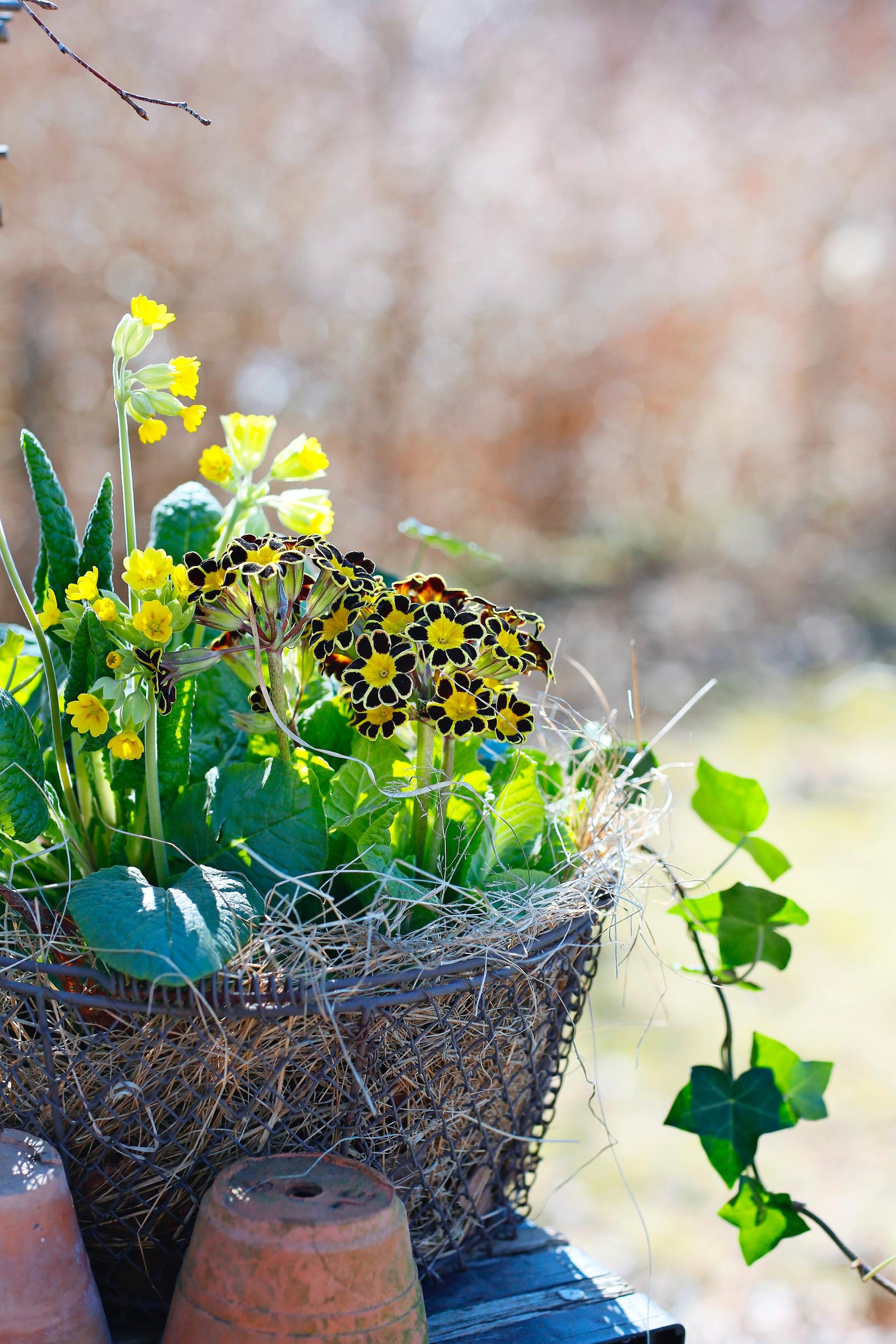 Muratti: hoito, kastelu ja lannoitus – lue vinkit! | Viherpiha