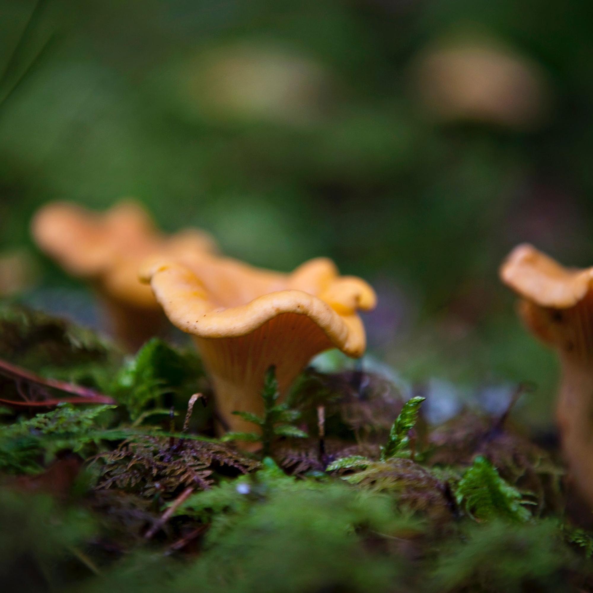 Pieni sieniopas: tunnista nämä herkulliset ruokasienet | Kotona