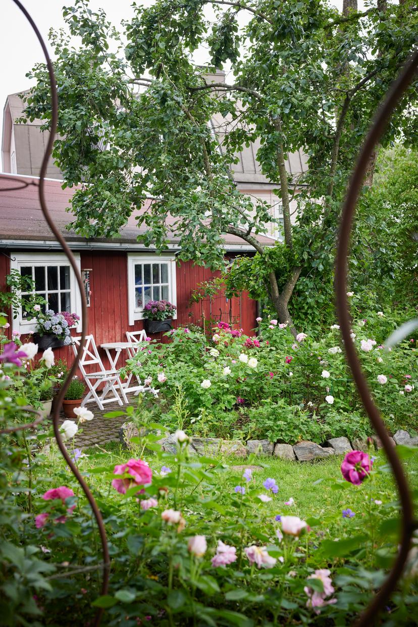 Satumainen ruusutarha Turussa | Viherpiha