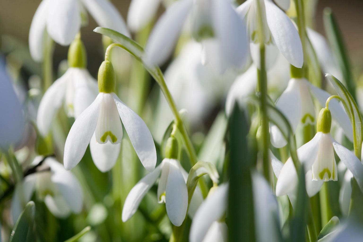 Lumikello: istutus, kasvatus ja lisäys | Meillä kotona