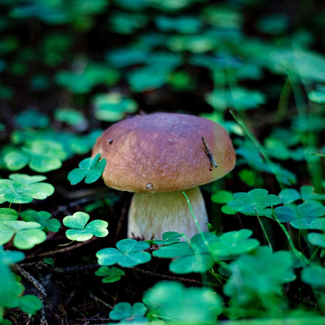 Pieni sieniopas: tunnista nämä herkulliset ruokasienet | Kotona