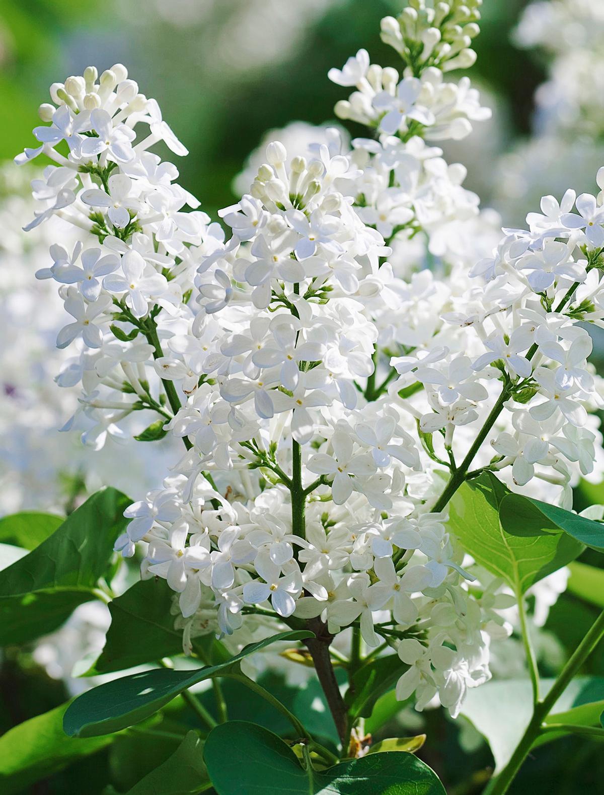 Syreenin kasvatus, hoito ja leikkaus – lue ohjeet! | Viherpiha