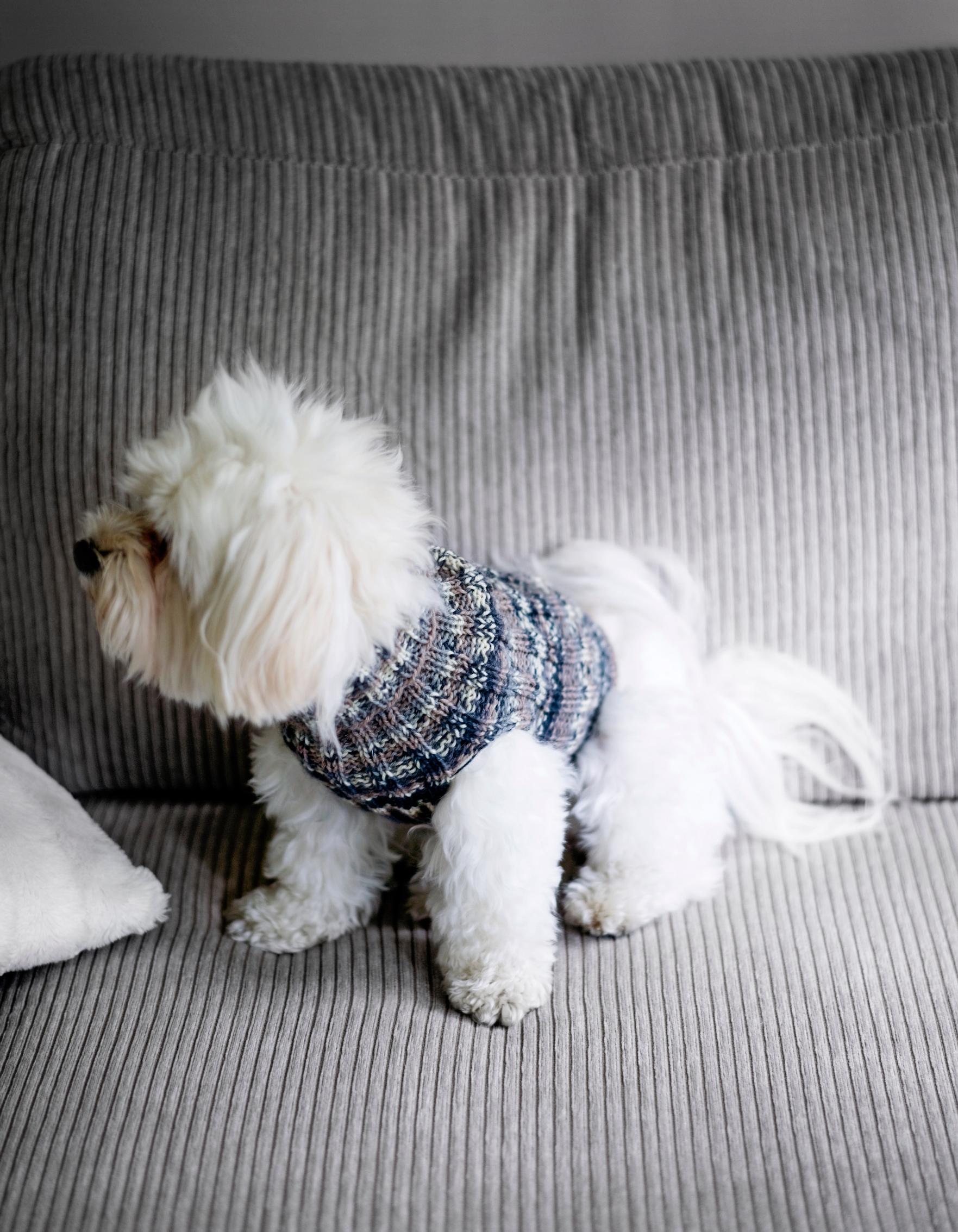 Koiran neule – ohje | Kotivinkki