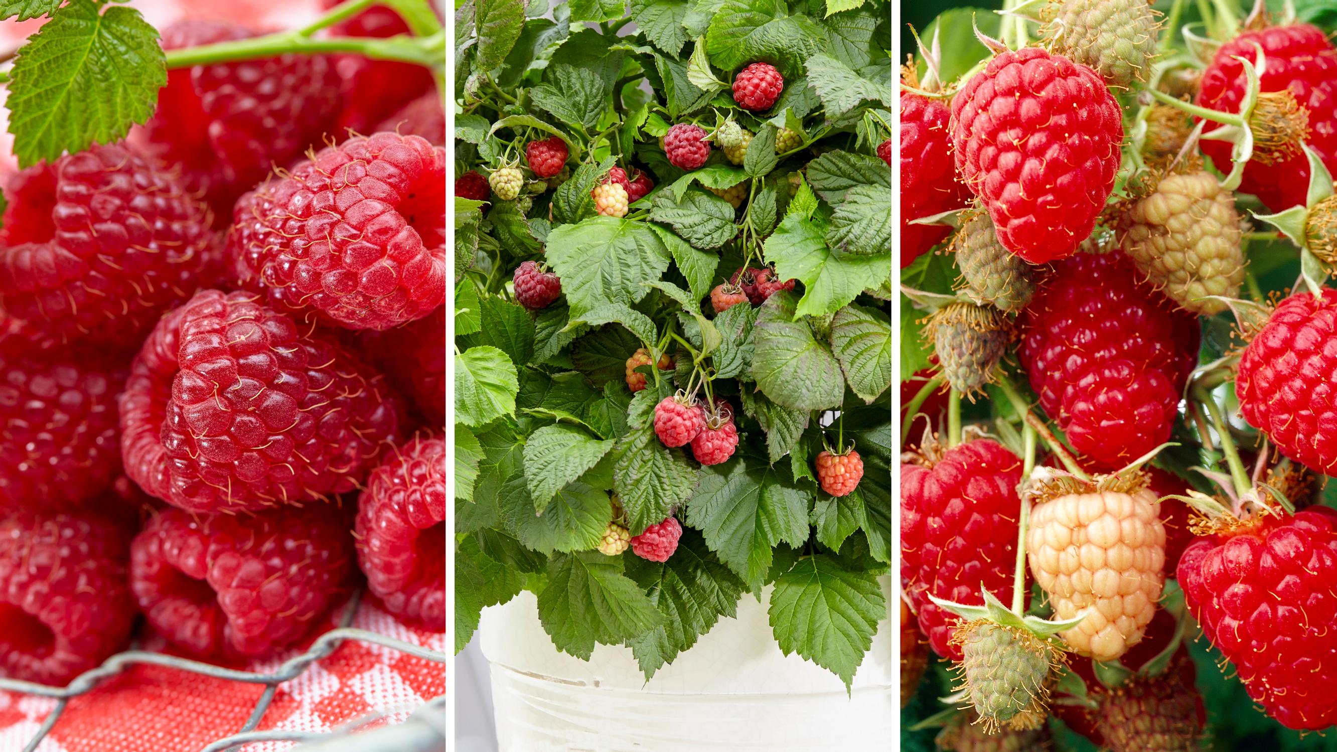 Punaiset vadelmat – valitsimme parhaat lajikkeet | Viherpiha