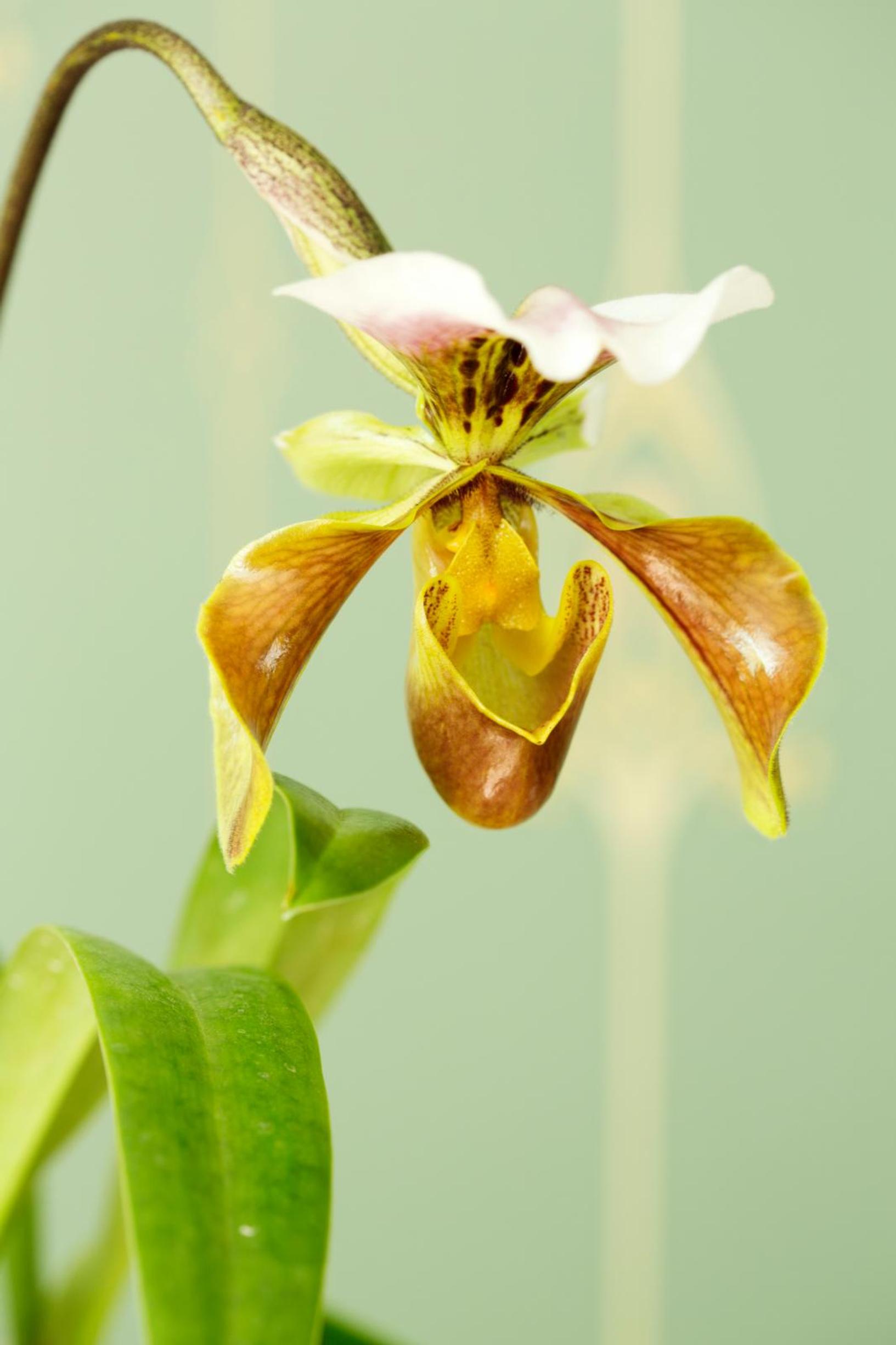 Orkidea: hoito, kasvatus ja erilaiset lajit | Viherpiha