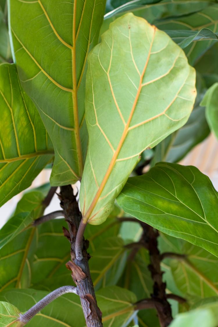 Fiikus: kasvatus ja hoito | Kotona