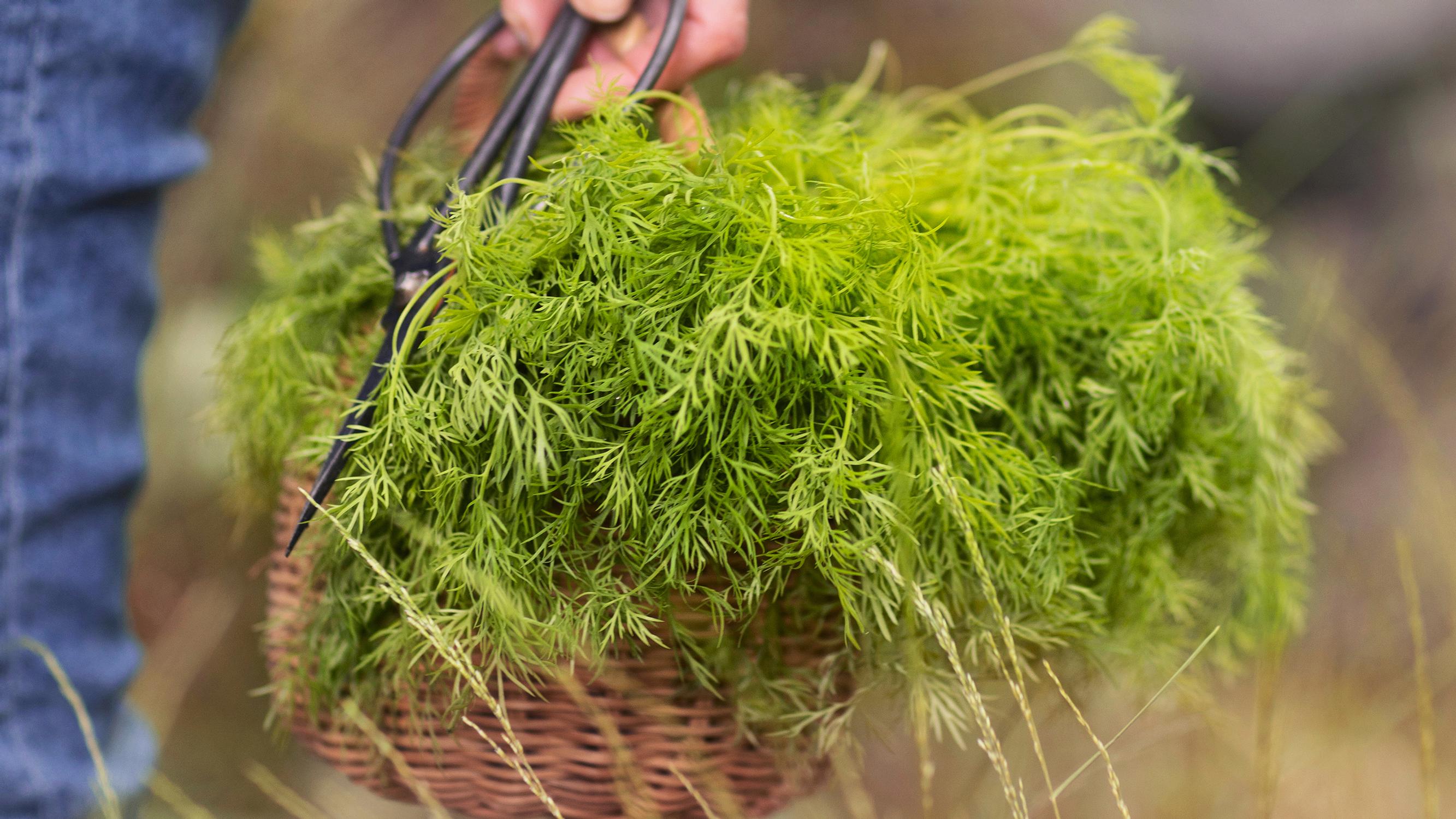 Tilli – kasvatus, hoito & parhaat reseptit | Kotona