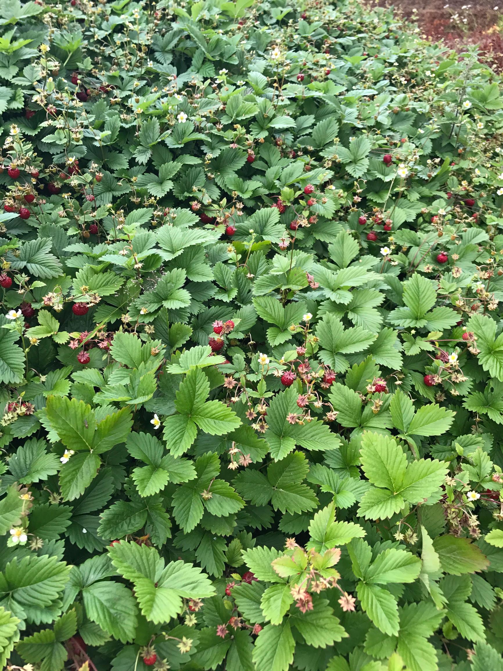 Kauniit hyötykasvit | Viherpiha