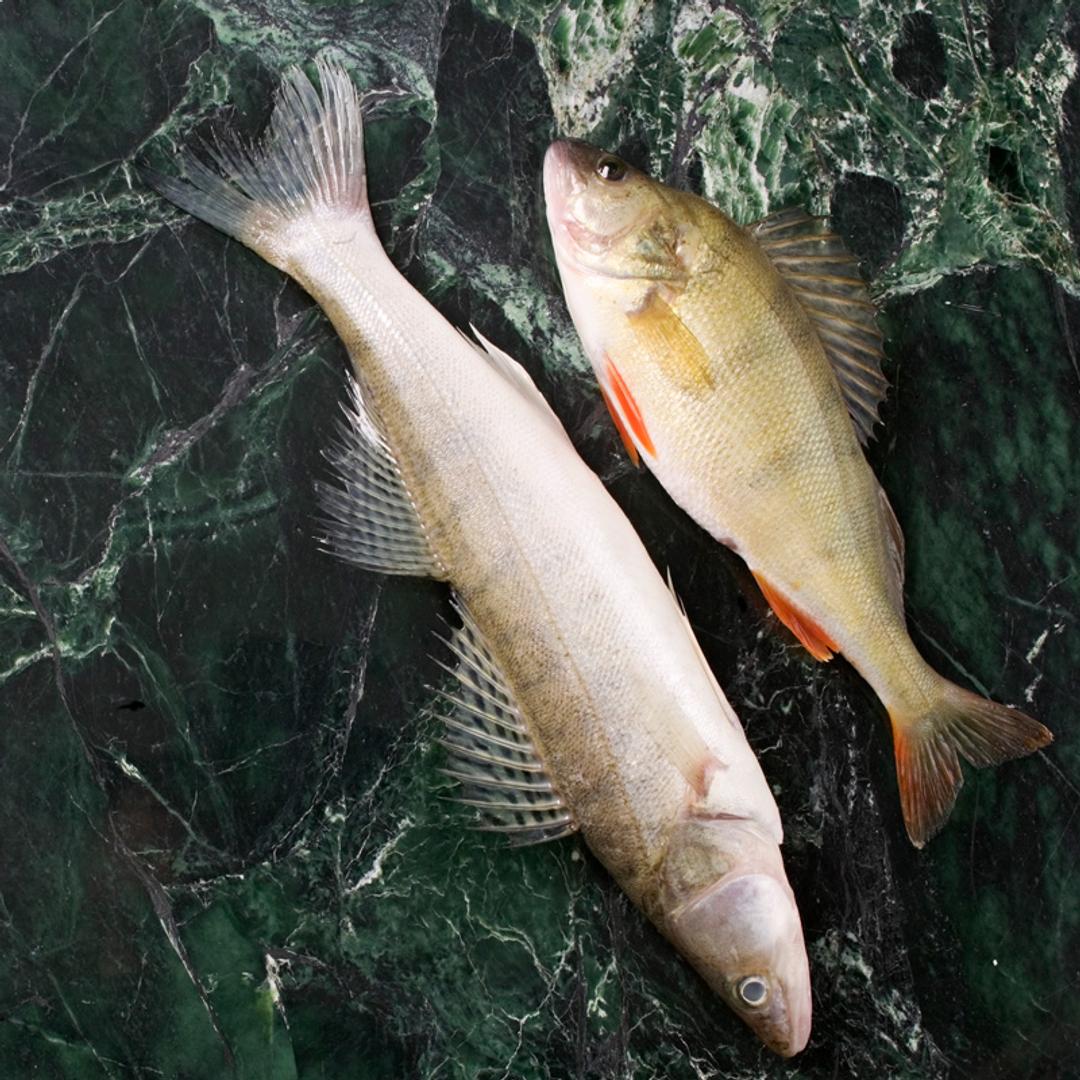 Kalakoulu: ahven | Maku