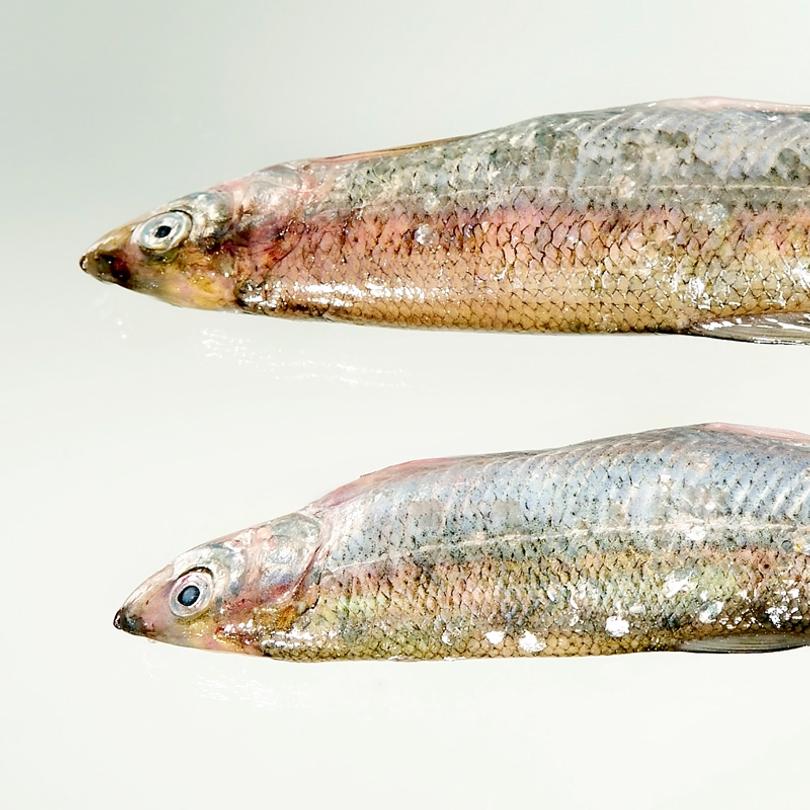 Kalakoulu: muikku | Maku