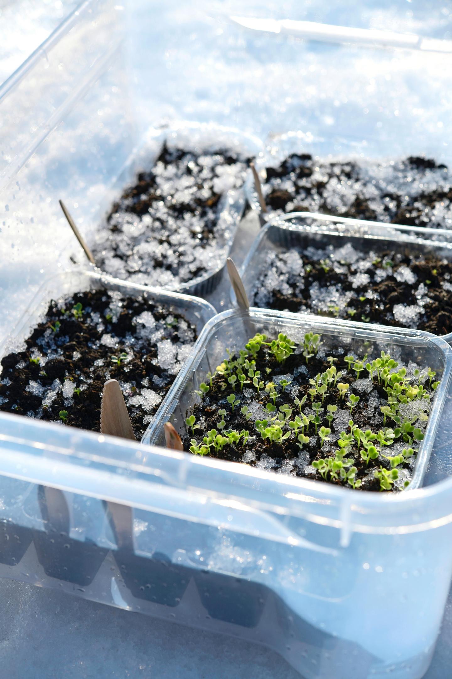 Talvikylvö – kurkkaa Viherpihan ohjeet | Meillä kotona