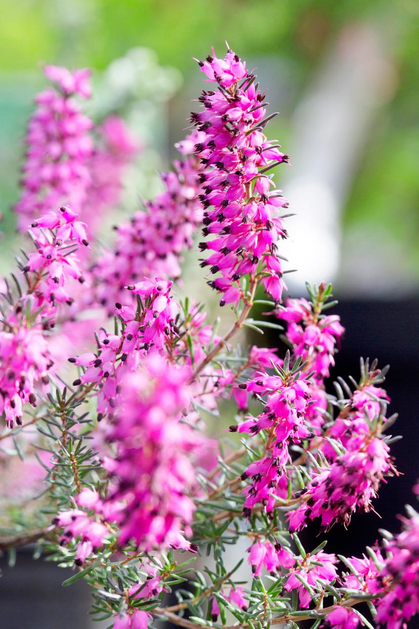 Kanervan hoito, kasvatus ja kauneimmat lajikkeet | Viherpiha