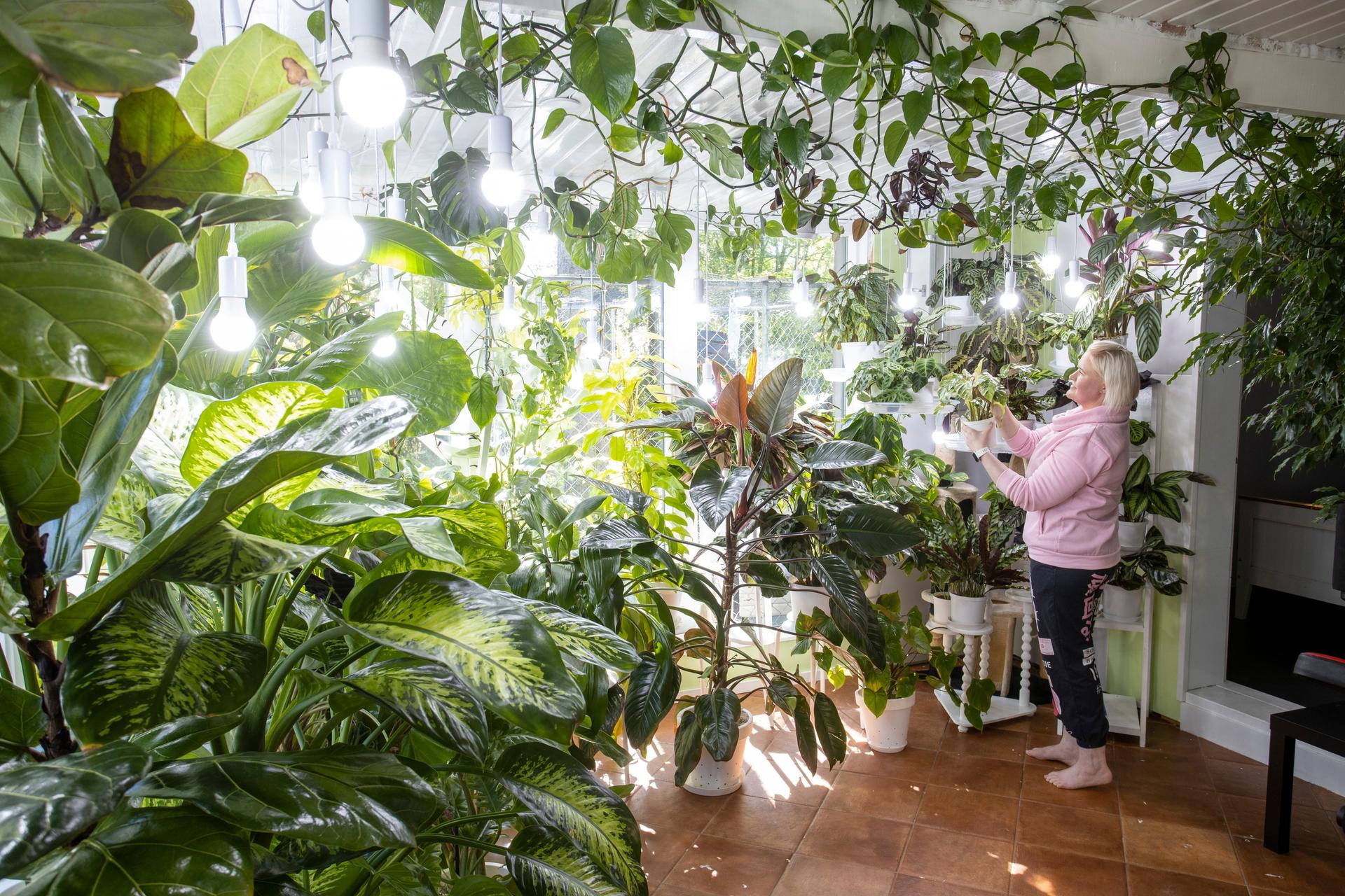 Kasvit roskalavaryhmistä | Viherpiha